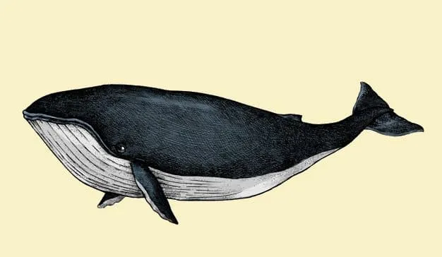 Salvar a las ballenas es salvarnos a nosotros mismos Salvar a las ballenas es salvarnos a nosotros mismos