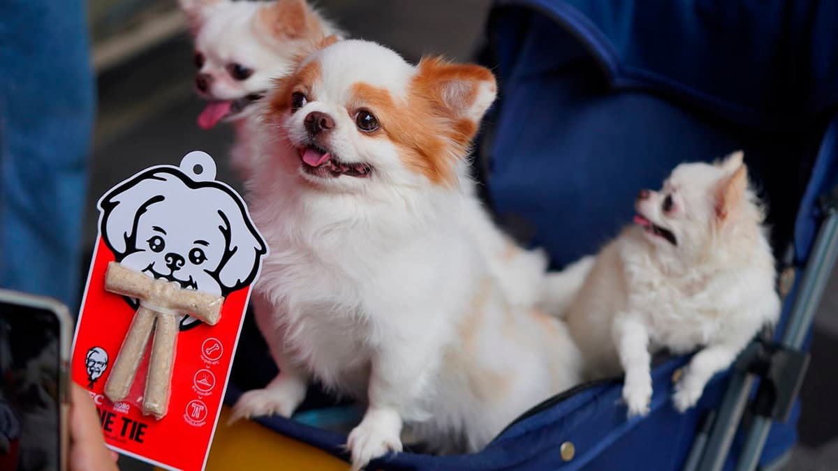 KFC pone "guapos" a los perros con una pajarita comestible - Marketing ...